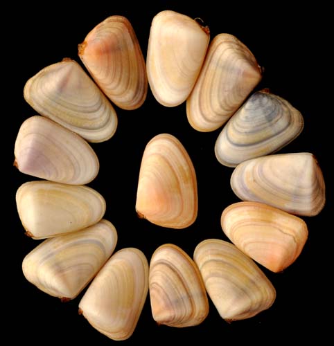 Marine invertebrates – The Malik Fernando Collections