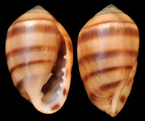 Marine invertebrates – The Malik Fernando Collections