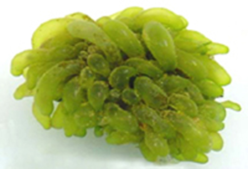 Marine Algae – The Malik Fernando Collections