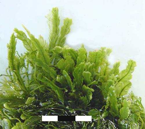 Marine Algae – The Malik Fernando Collections