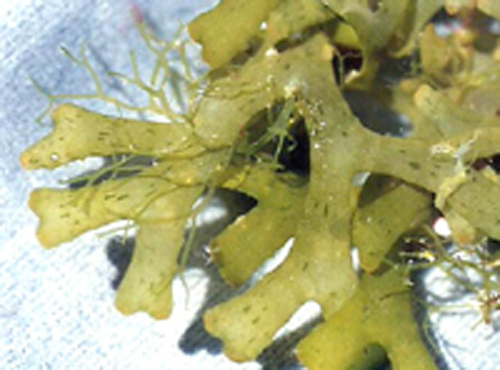 Marine Algae – The Malik Fernando Collections