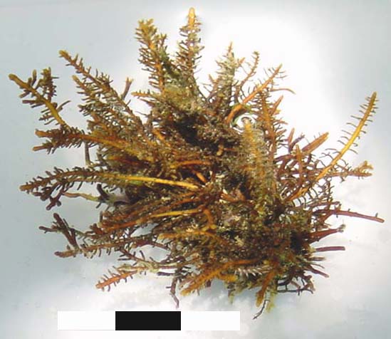 Marine Algae – The Malik Fernando Collections