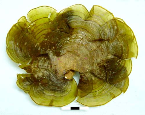 Marine Algae – The Malik Fernando Collections